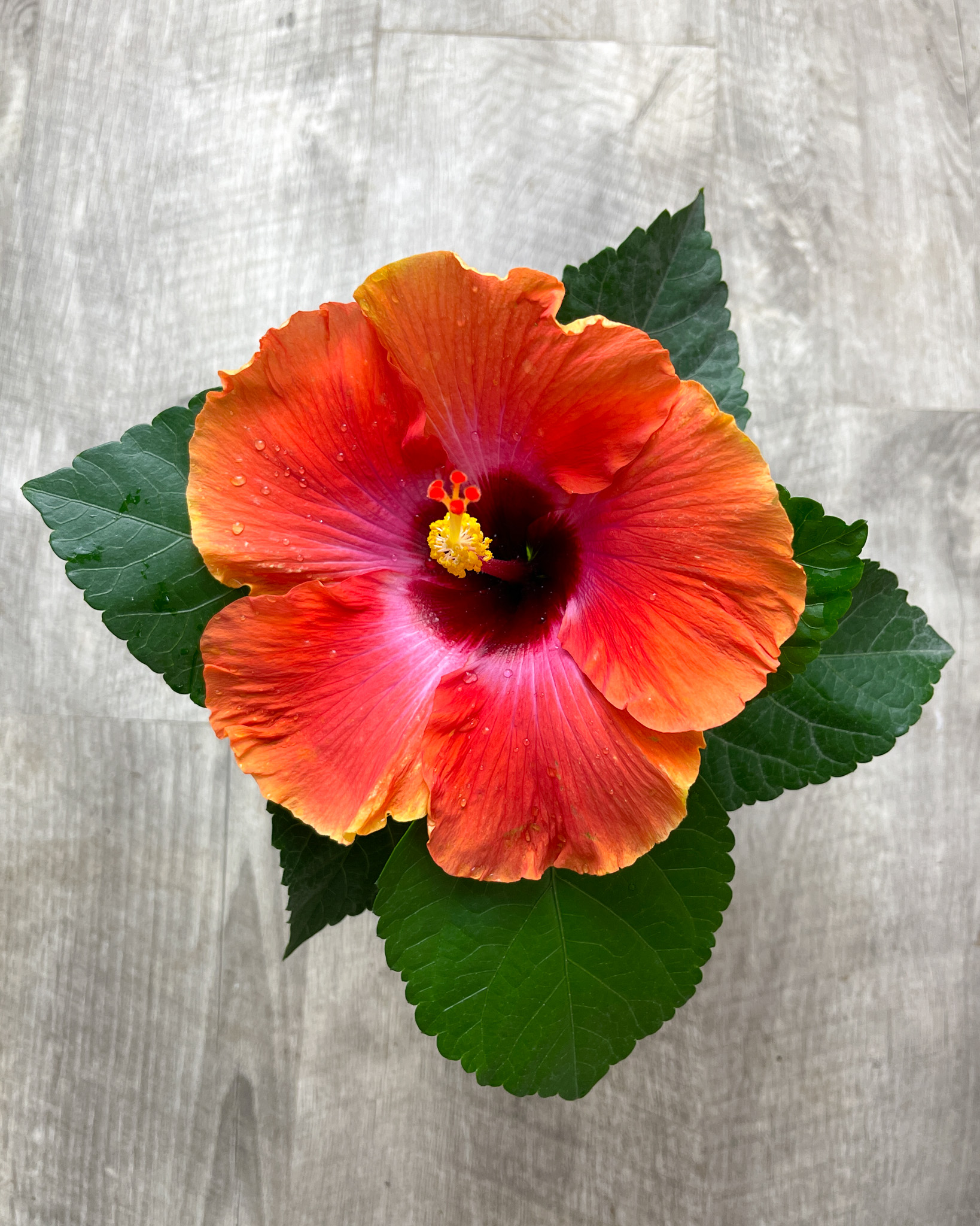 Hibiscus Varieties | PlantVine
