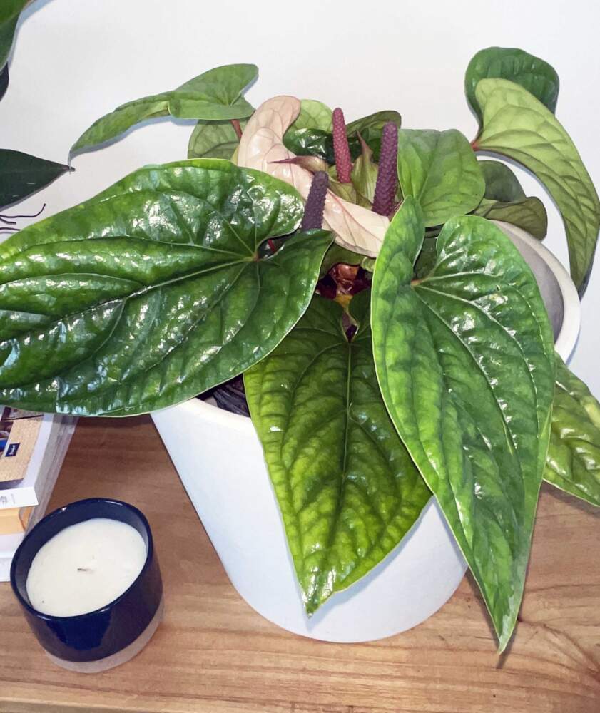 The Economics of Greenery: Factors Affecting the Pricing of Houseplants ...