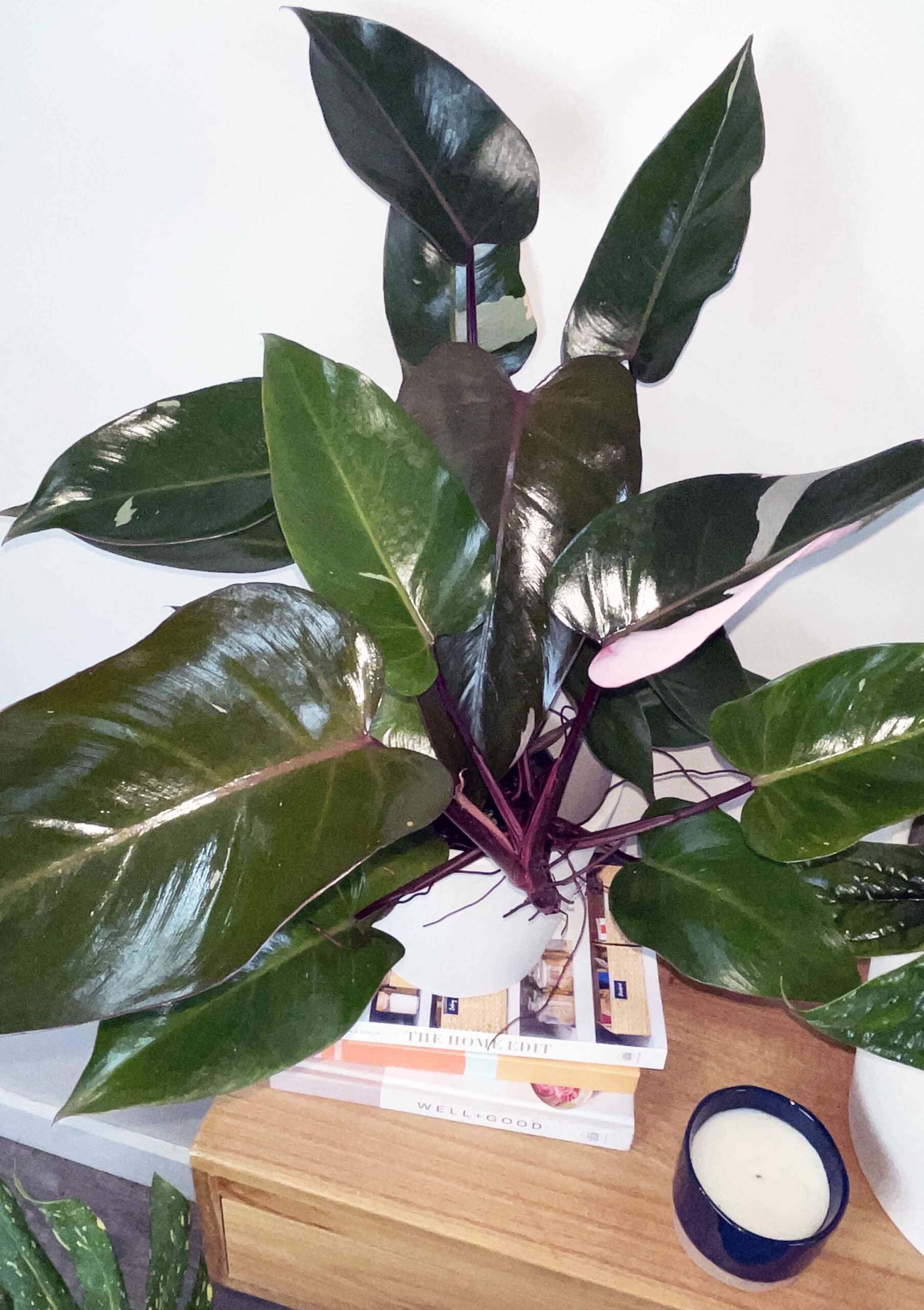 The Economics of Greenery: Factors Affecting the Pricing of Houseplants ...