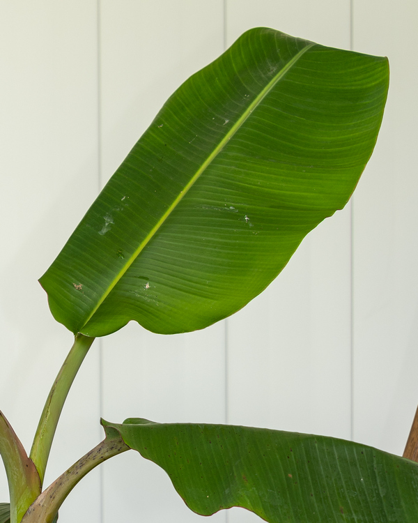 Buy Musa acuminata 'Ice Cream', Banana 'Blue Java' | Free Shipping over ...