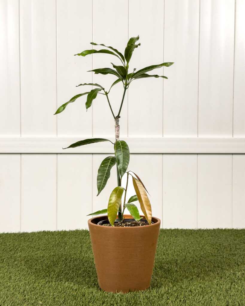 Ice Cream Mango Tree | PlantVine