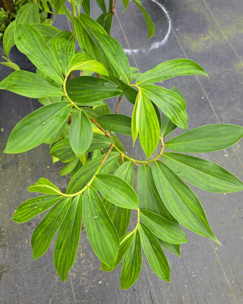 Darryl’s Discoveries | PlantVine