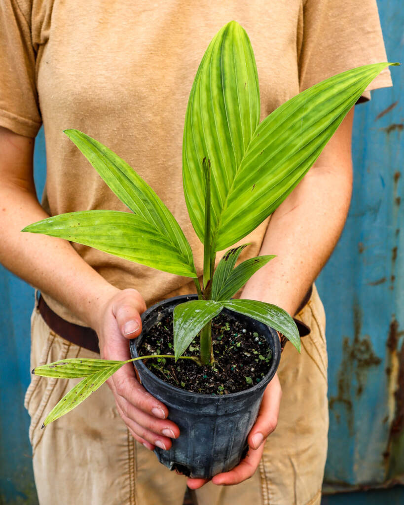 Ivory Cane Palm | PlantVine