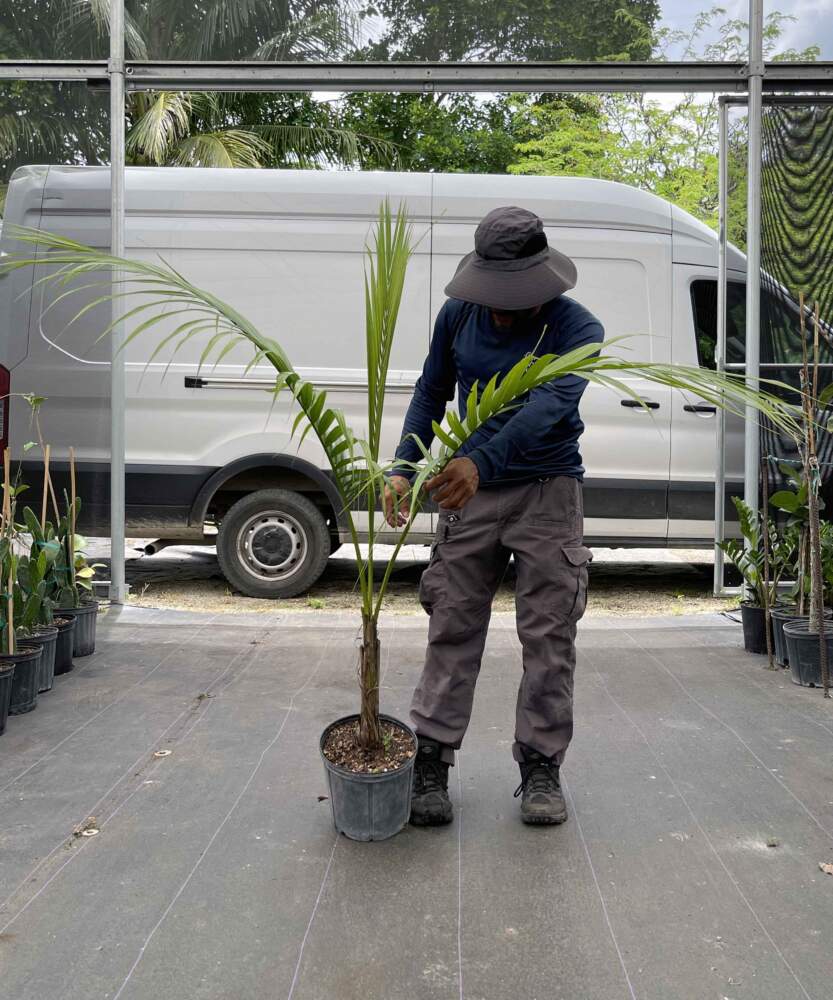Ivory Cane Palm | PlantVine
