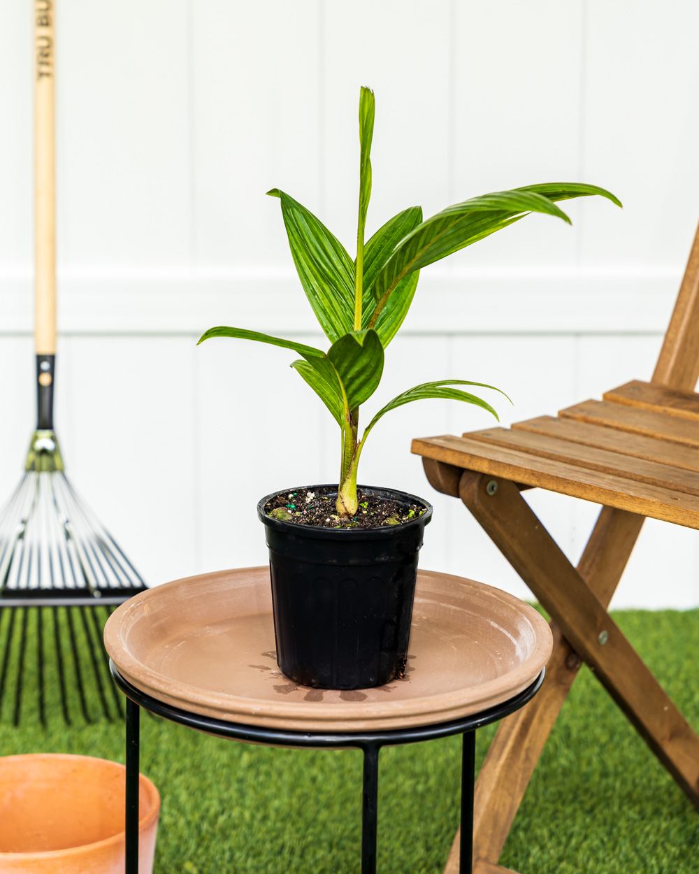 Buy Pinanga coronata, Ivory Cane Palm | Free Shipping over $100