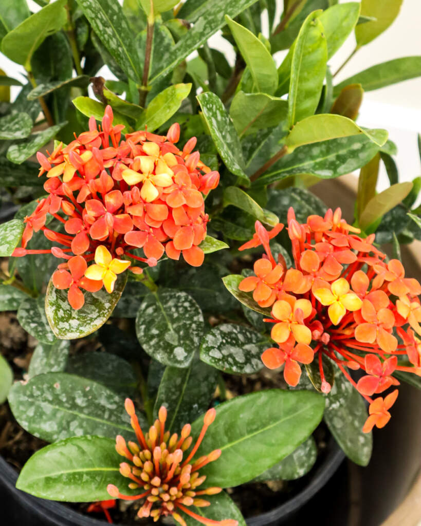 Ixora coccinea ‘Maui Red’, Flame of the Woods, Jungle Flame, Jungle ...