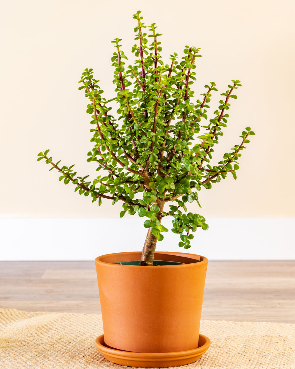 Elephant Bush Plant | PlantVine