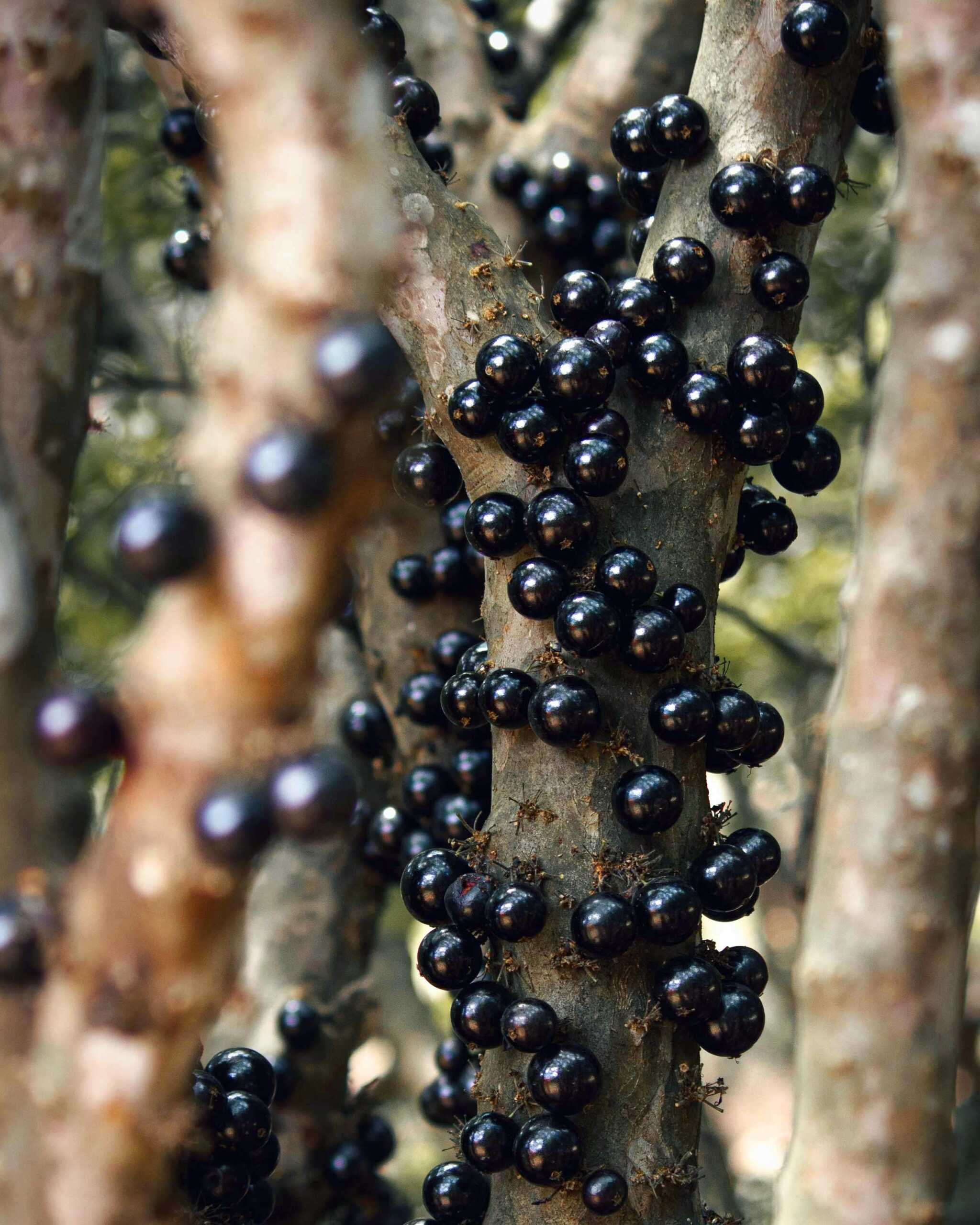 Jaboticaba Tree | PlantVine