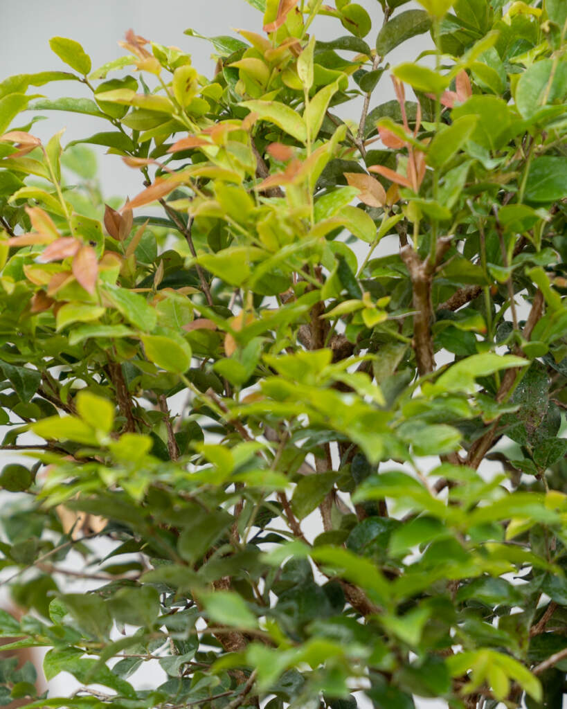 Plinia cauliflora, Jaboticaba, Myrciaria cauliflora | PlantVine