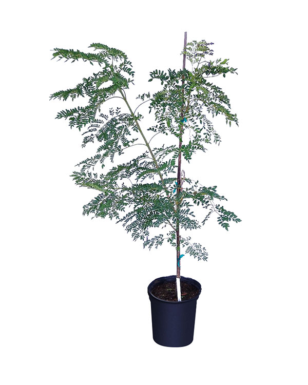 Buy Jacaranda caerulea, Bahama Jacaranda | Free Shipping over $100