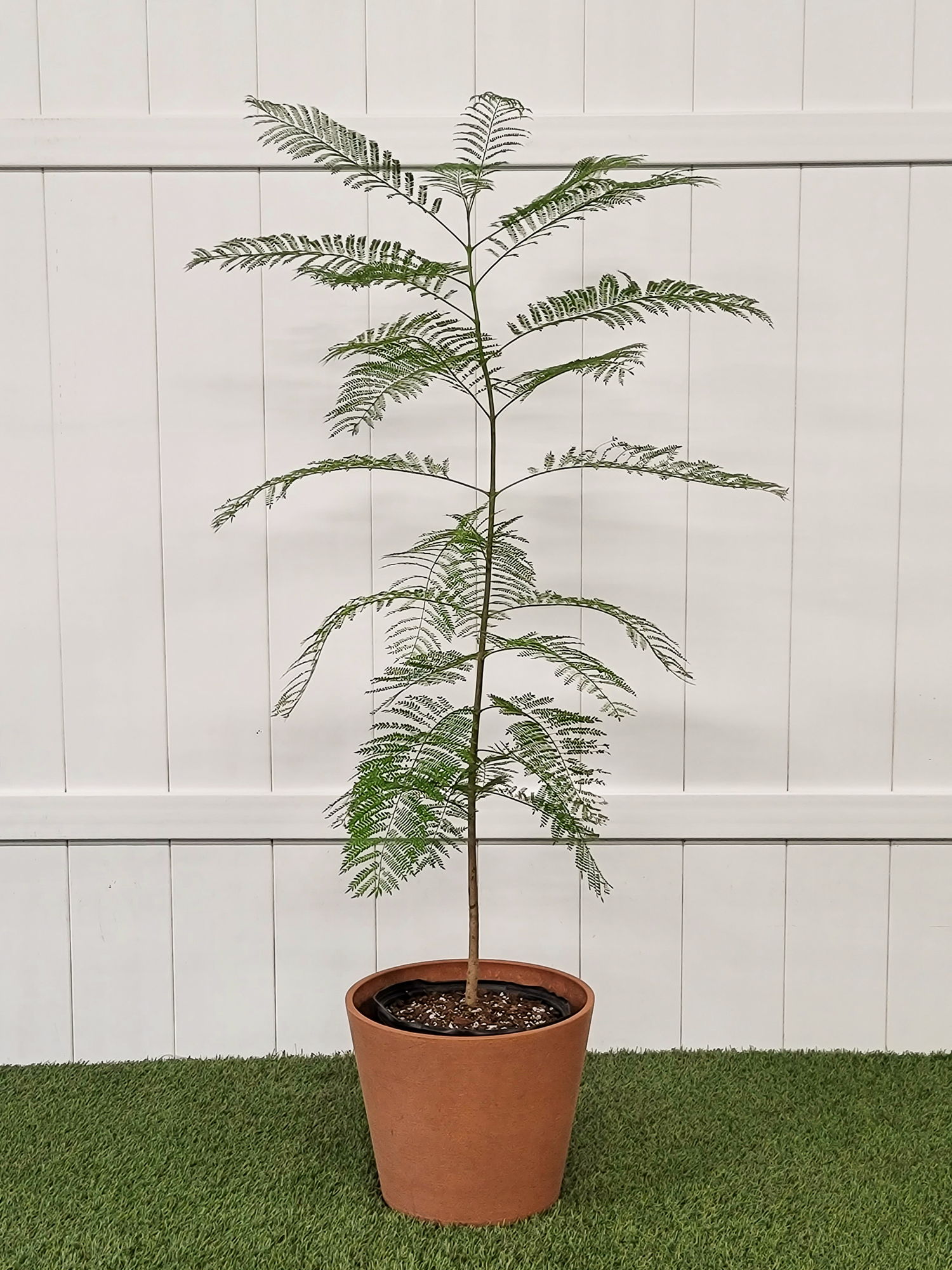 Jacaranda mimosifolia, Jacaranda Tree | PlantVine