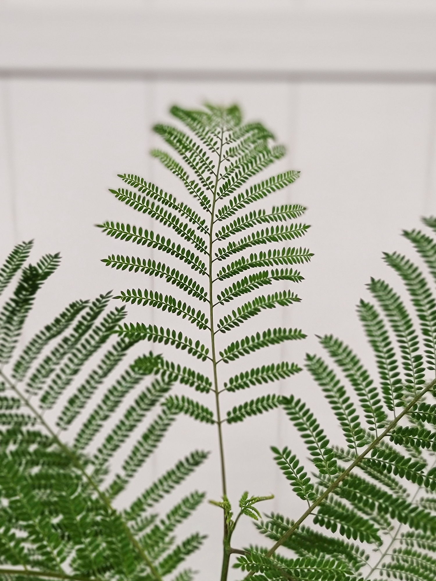 Jacaranda mimosifolia, Jacaranda Tree | PlantVine