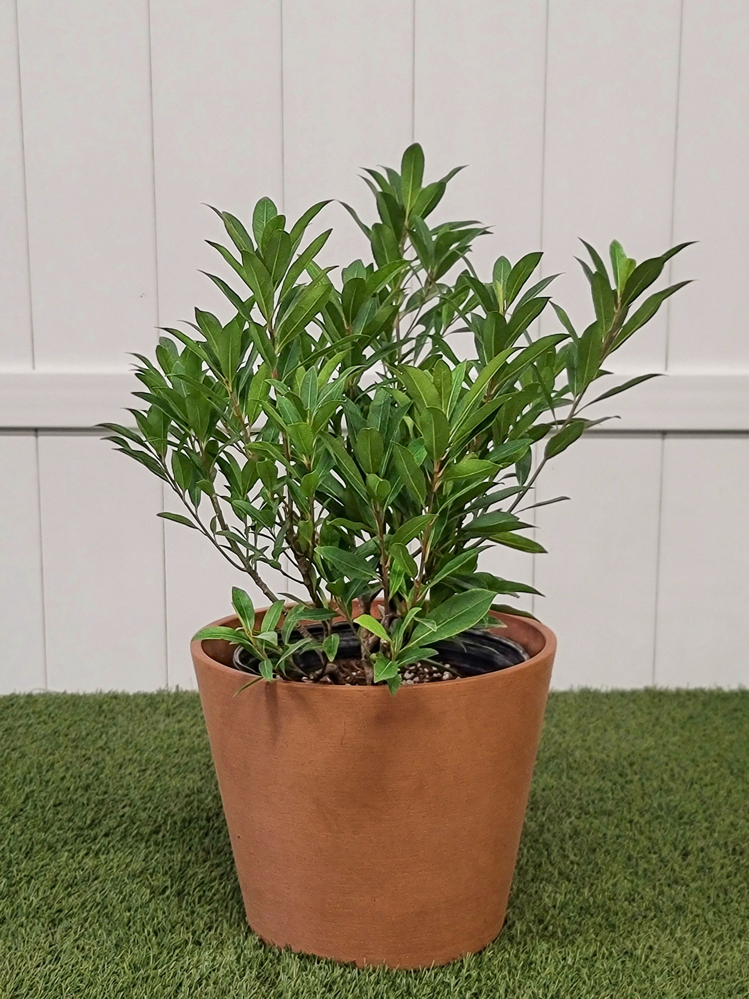 Elaeocarpus decipiens, Japanese Blueberry | PlantVine