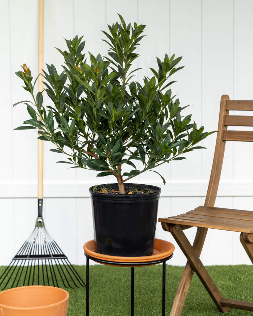 Filicium decipiens, Japanese Fern Tree | PlantVine