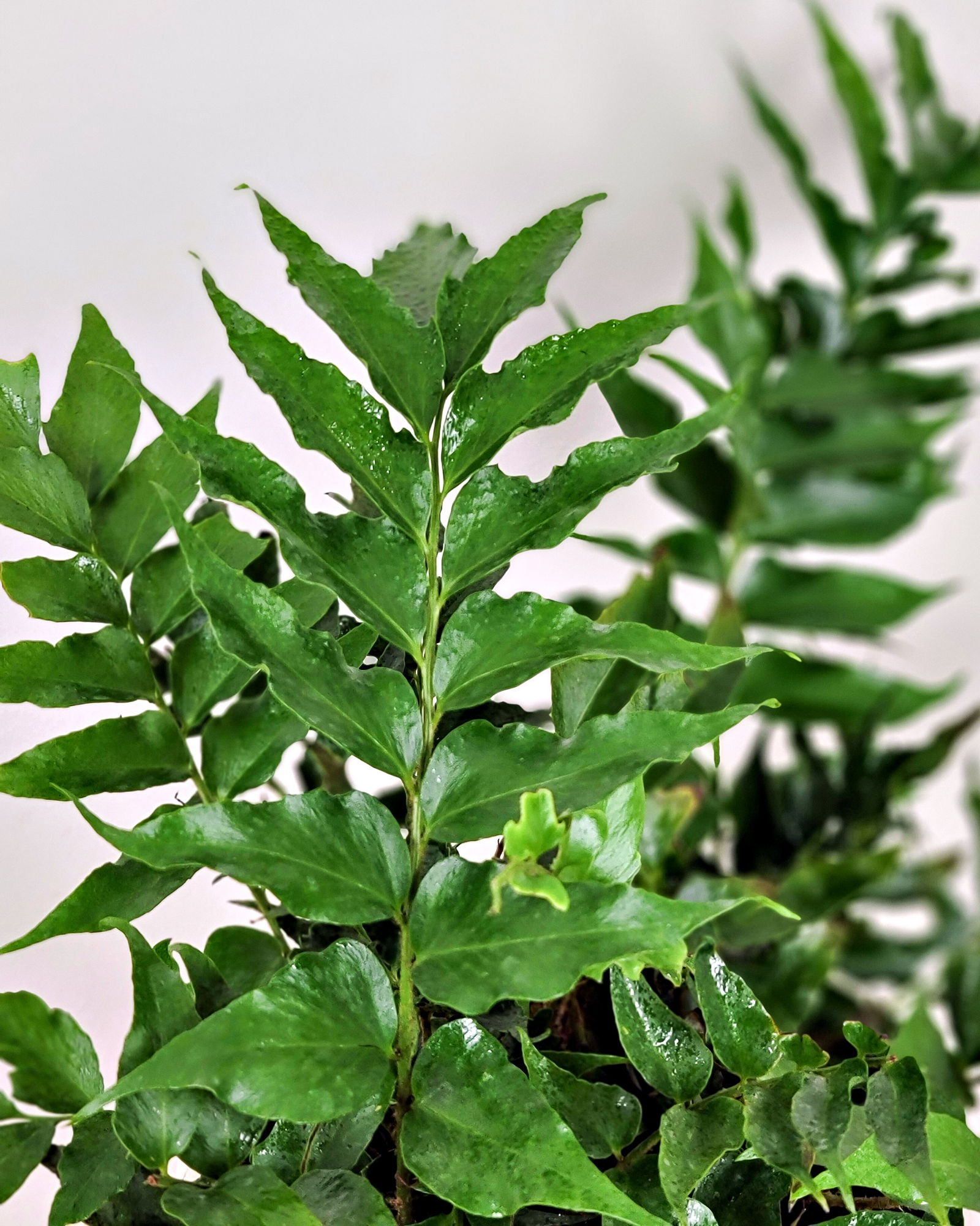 Exciting Japanese Holly Fern Plant Gallery