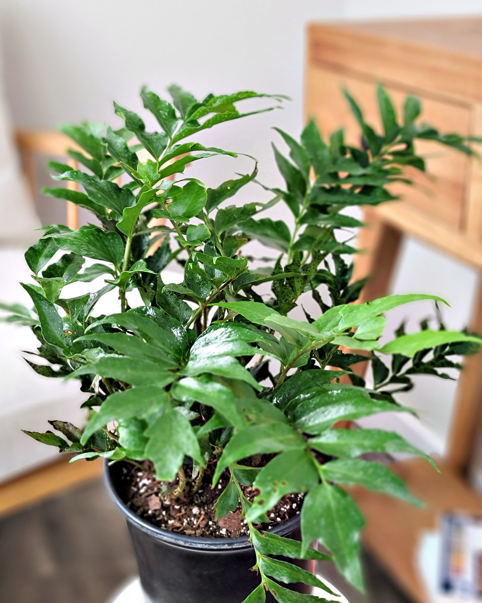Cyrtomium falcatum, Japanese Holly Fern | PlantVine
