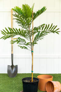 Filicium decipiens, Japanese Fern Tree | PlantVine