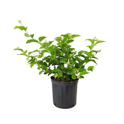 Jasminum sambac, Arabian Jasmine, Sambac Jasmine | PlantVine