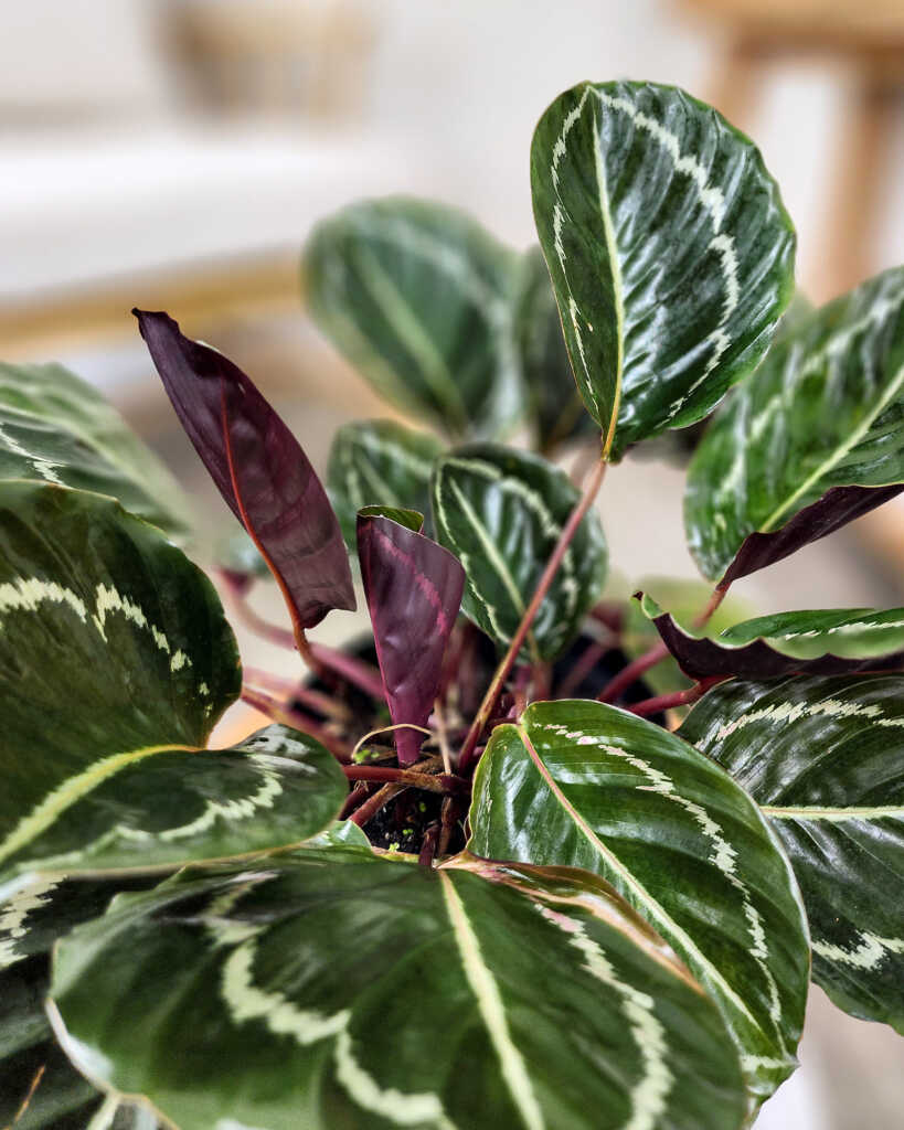Calathea ‘Jungle Rose’ | PlantVine