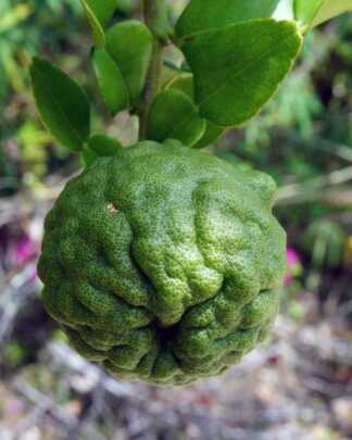 Kaffir Lime Citrus Tree | PlantVine