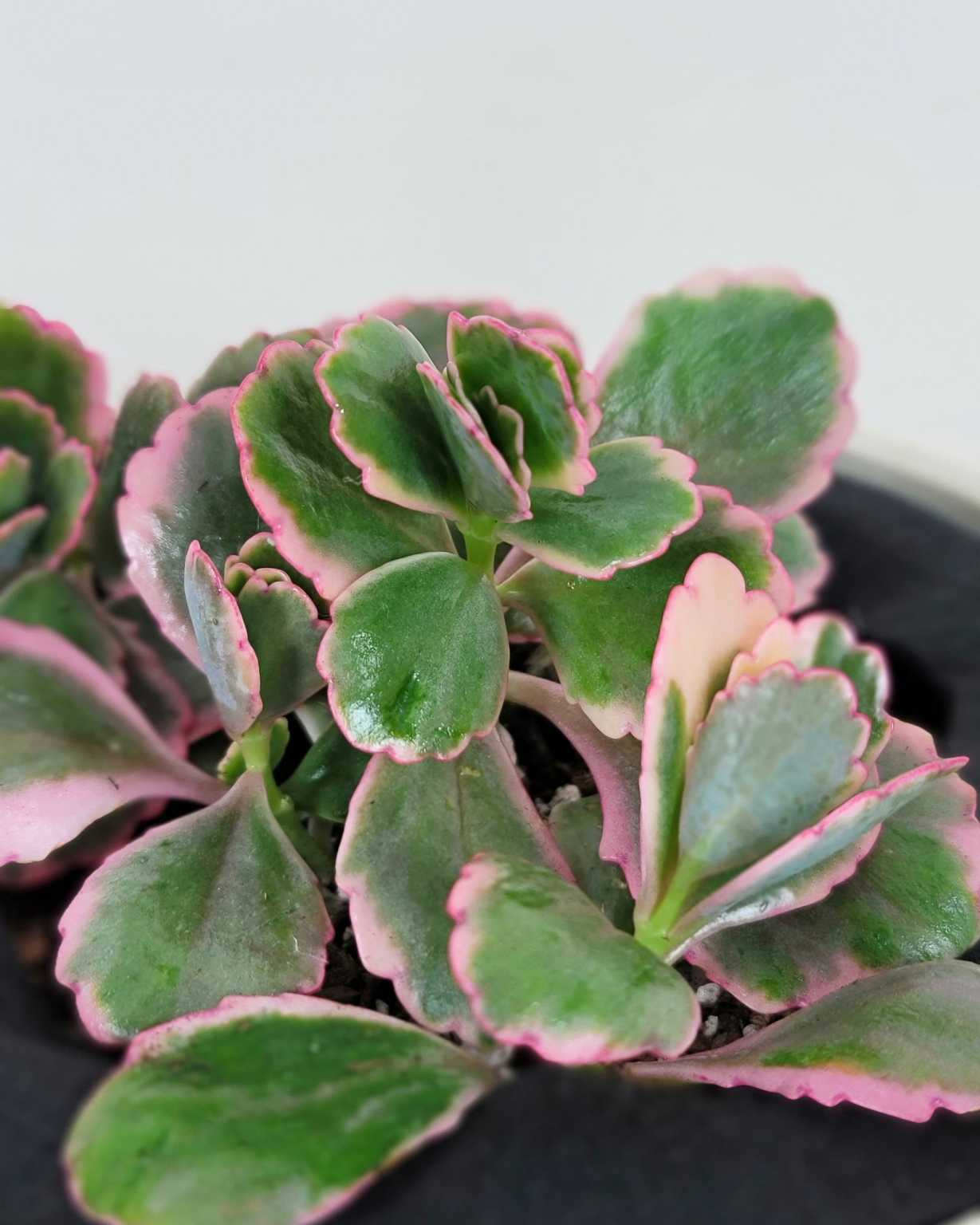 Tricolor Kalanchoe | PlantVine