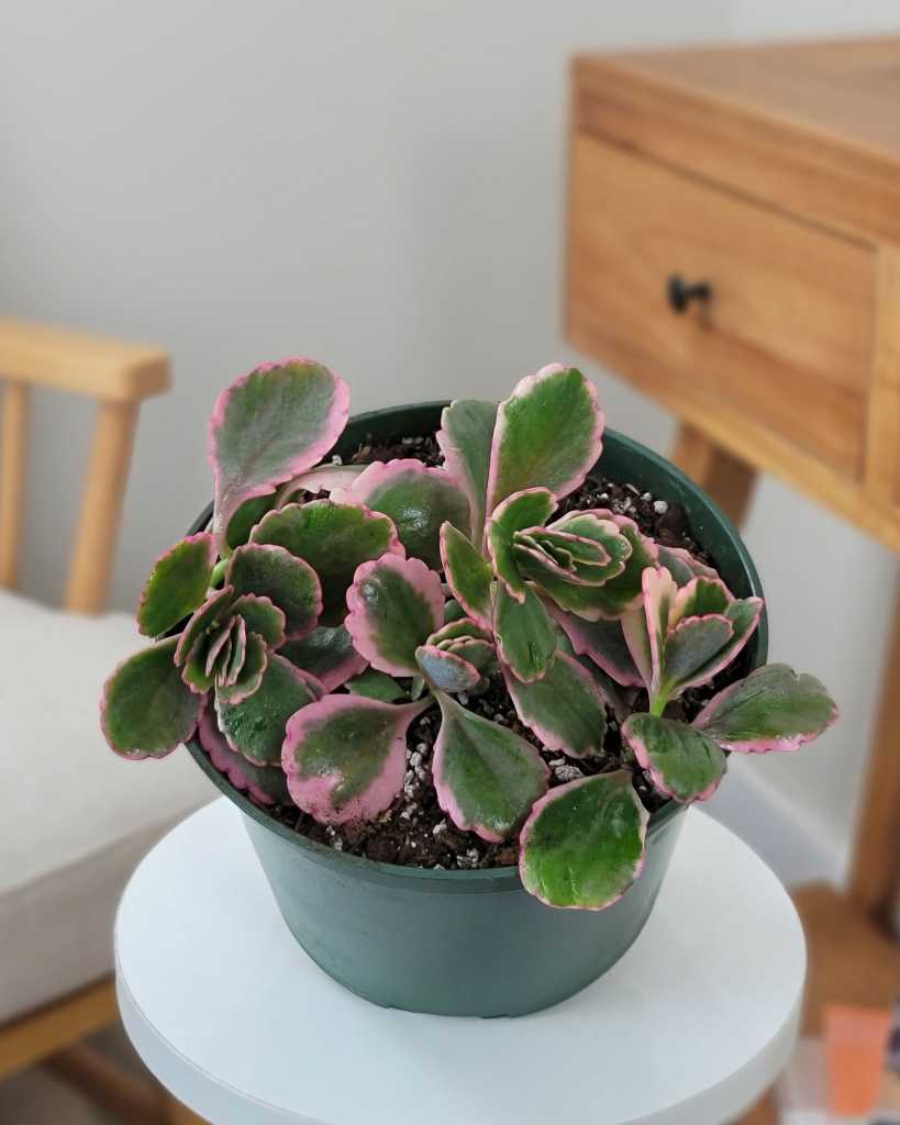 Tri-color Hoya with Meseta Planter | PlantVine