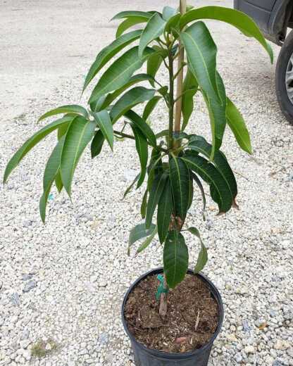 Kent Mango Tree | PlantVine