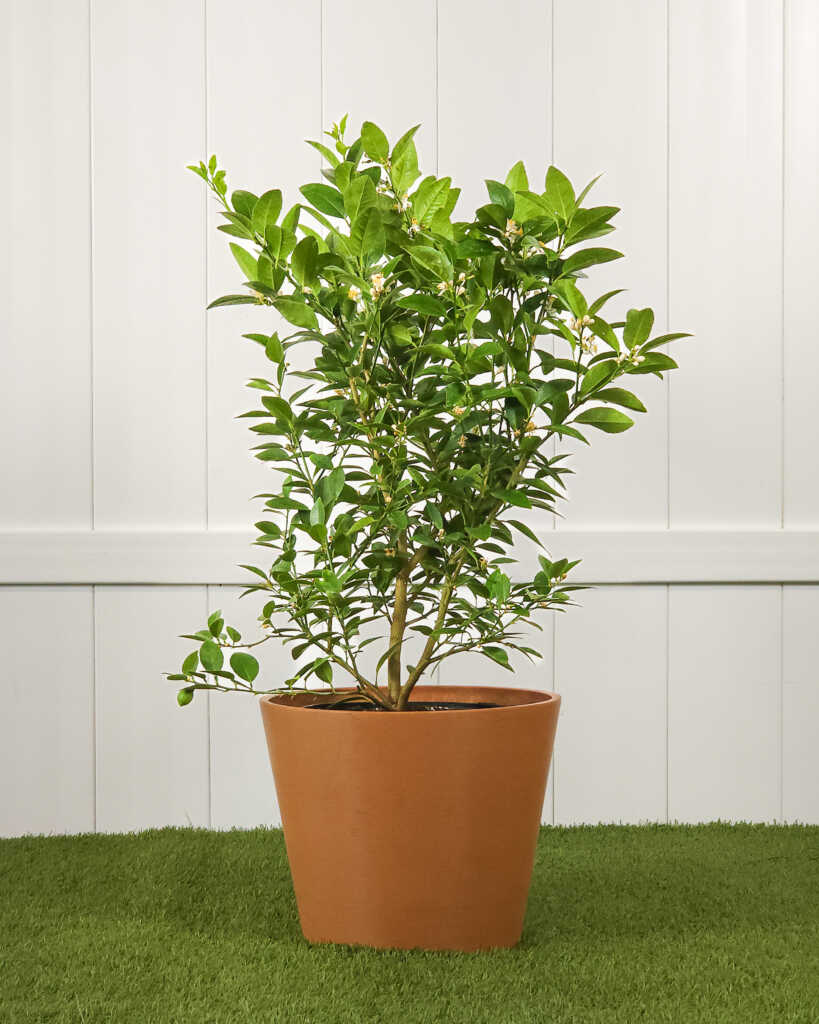 Key Lime Citrus Tree | PlantVine