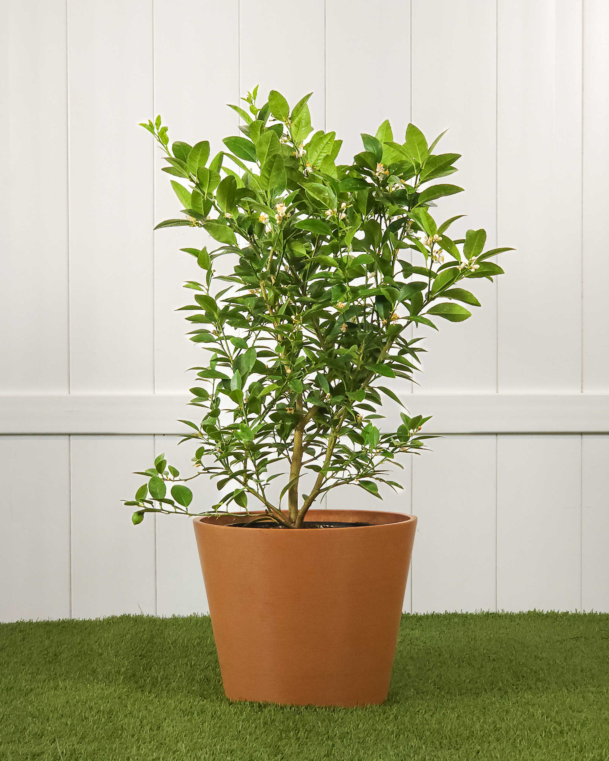 Key Lime Citrus Tree | PlantVine