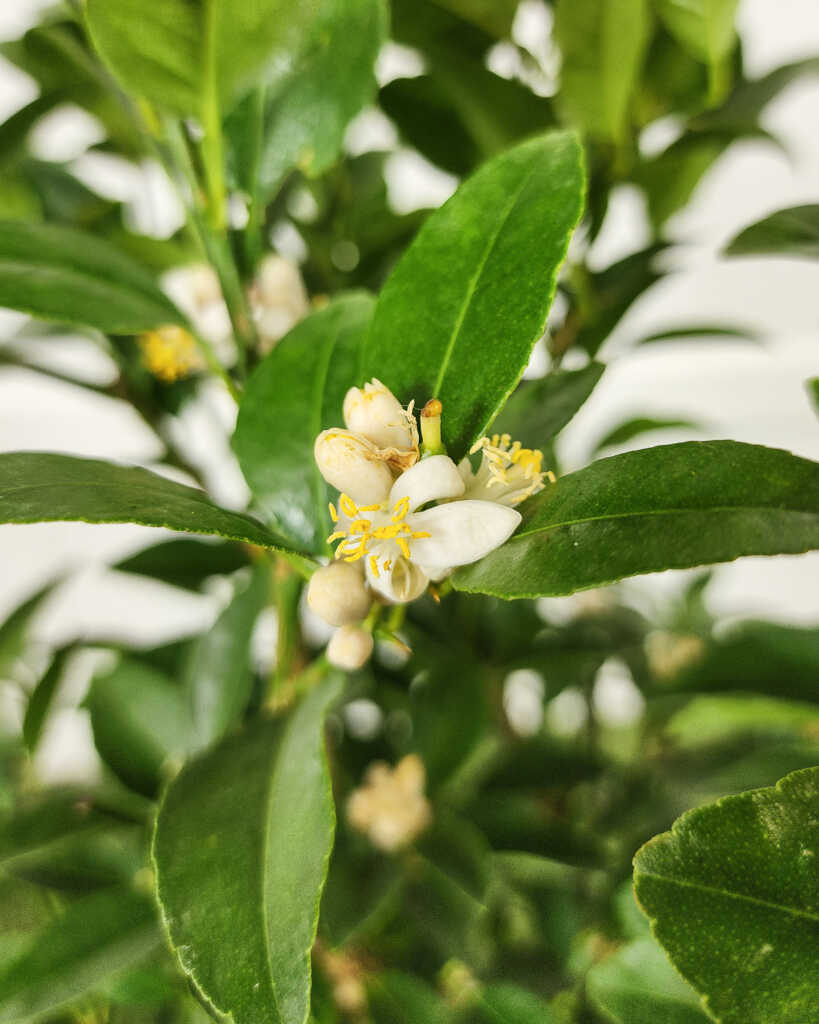 Key Lime Citrus Tree | PlantVine