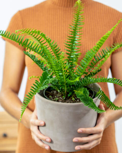 Kimberly Queen Fern | PlantVine