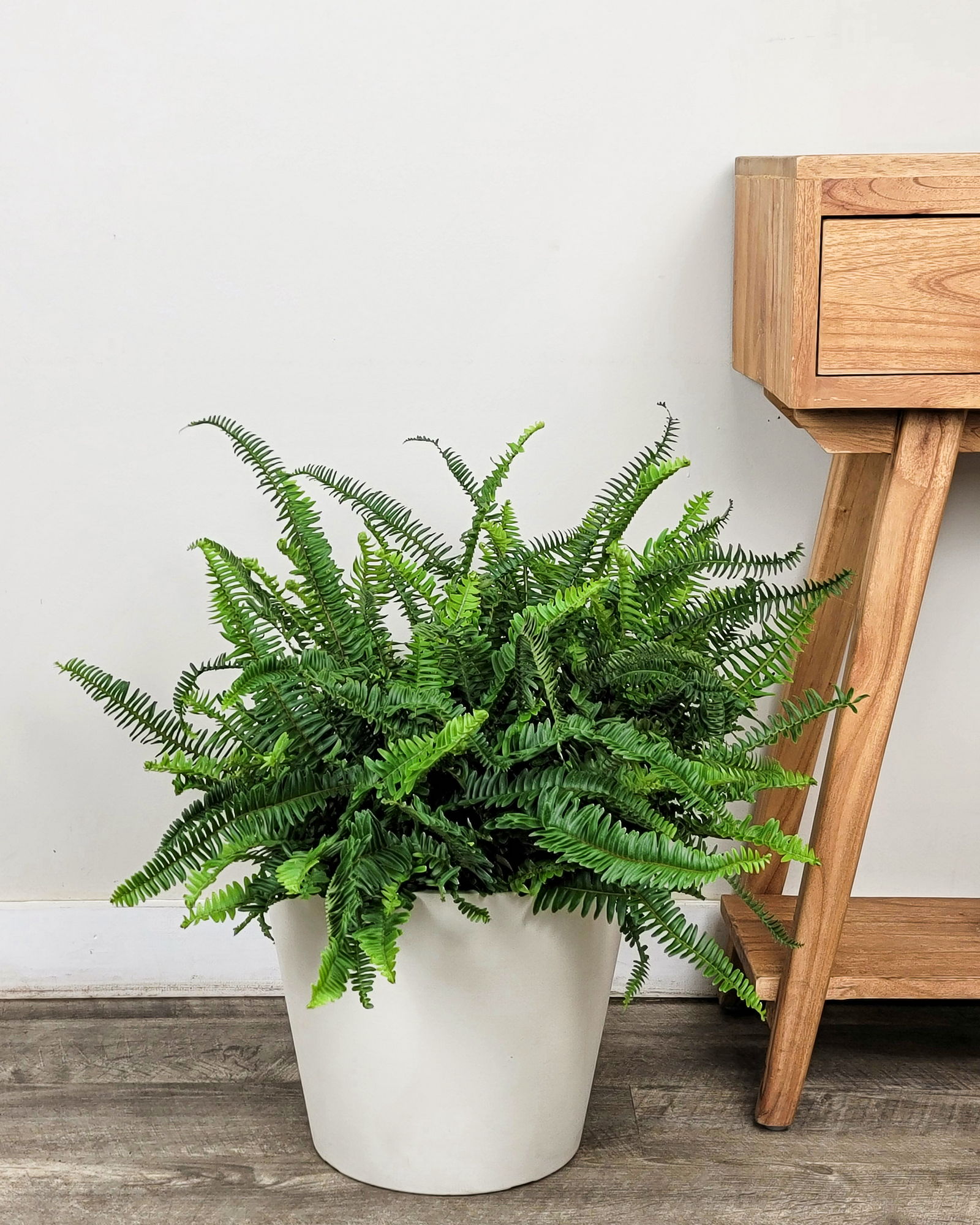 Kimberly Queen Fern | PlantVine