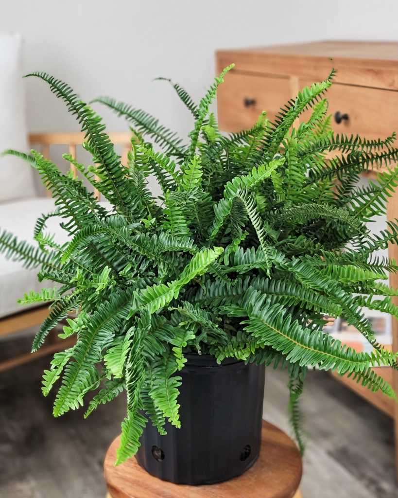 Kimberly Queen Fern | PlantVine