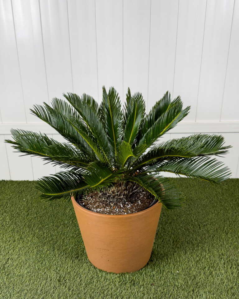 King Sago Palm | PlantVine