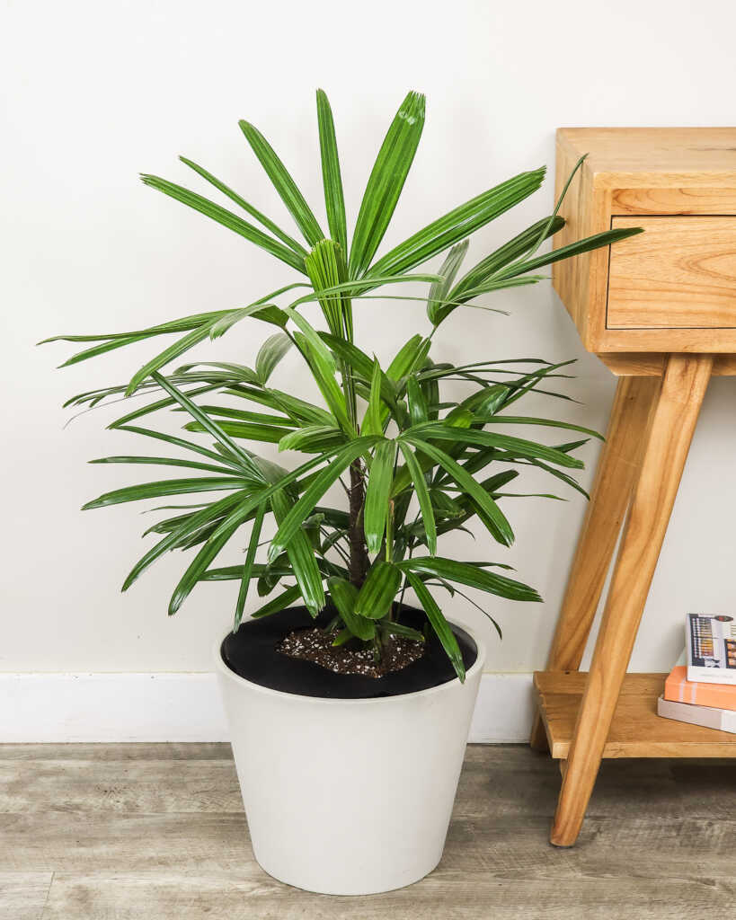 Lady Palm | PlantVine