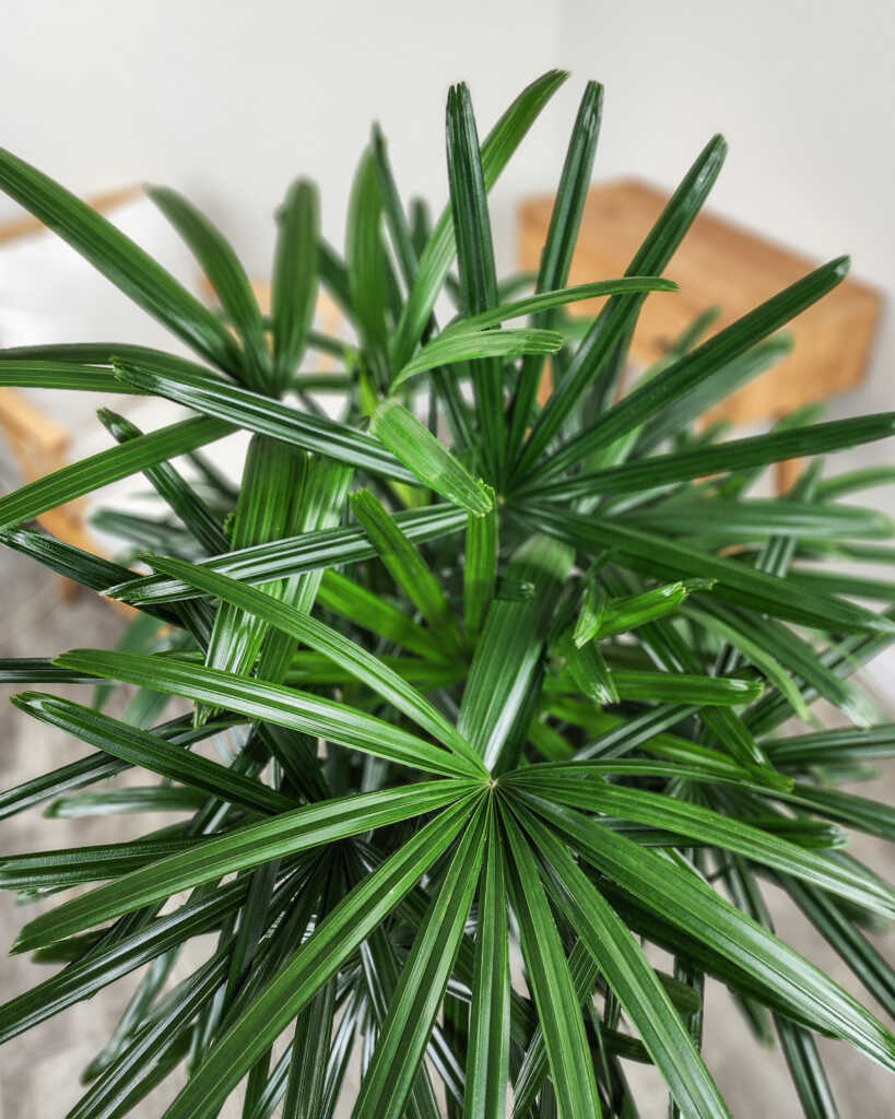 Decorating Tips: Small Plants that will Thrive in Small Places | PlantVine