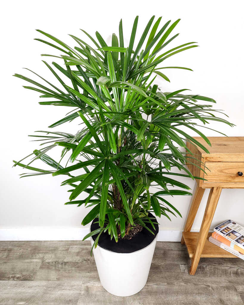 Lady Palm | PlantVine