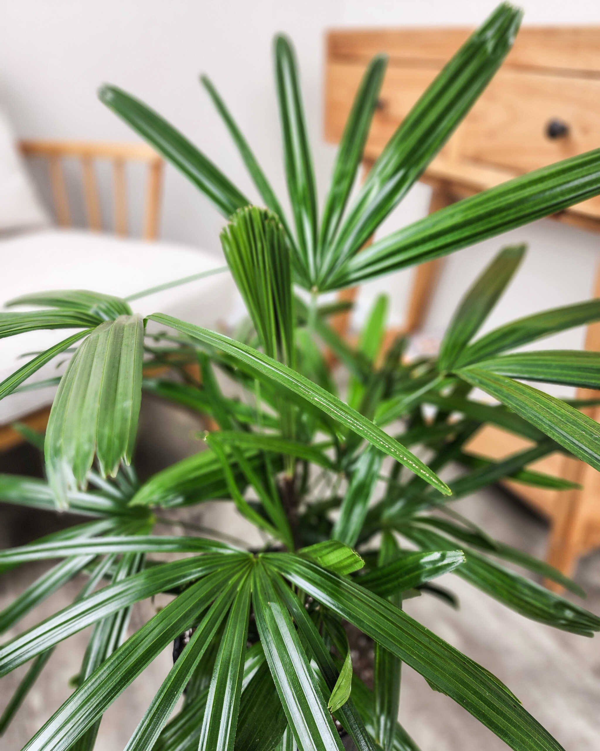 Lady Palm | PlantVine