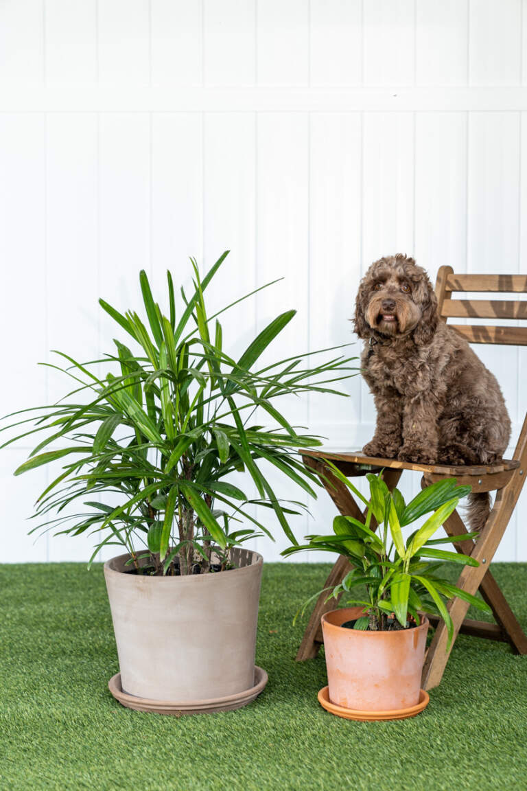 Lady Palm | PlantVine