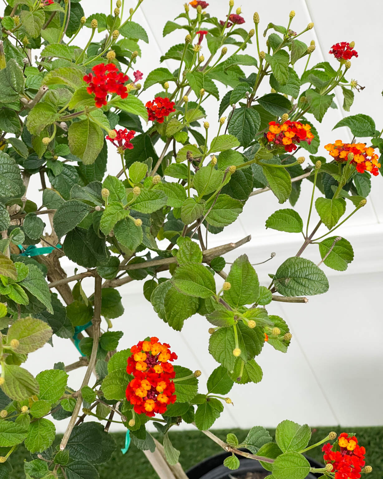 Homepage | PlantVine