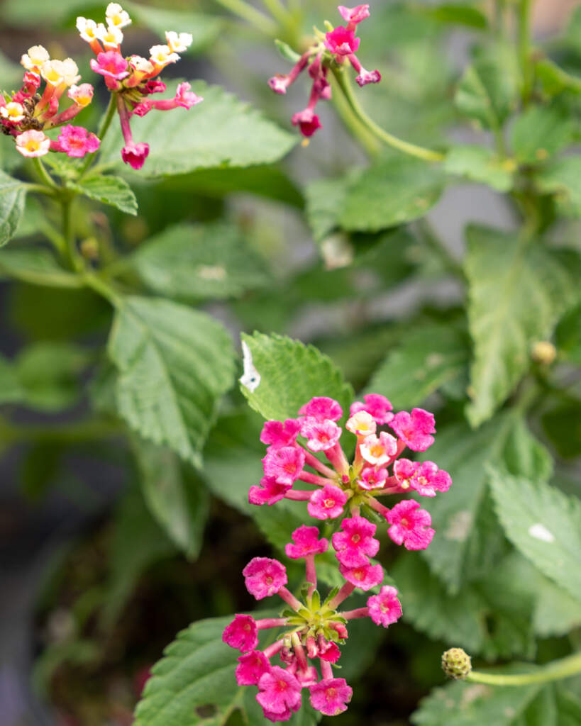 Confetti Lantana camara | PlantVine