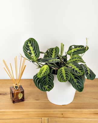 Lemon Lime Maranta | PlantVine