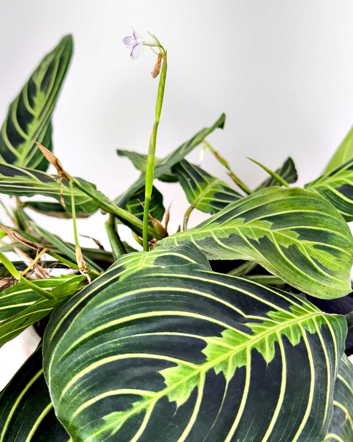 Maranta Varieties | PlantVine