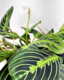 Maranta Varieties | PlantVine
