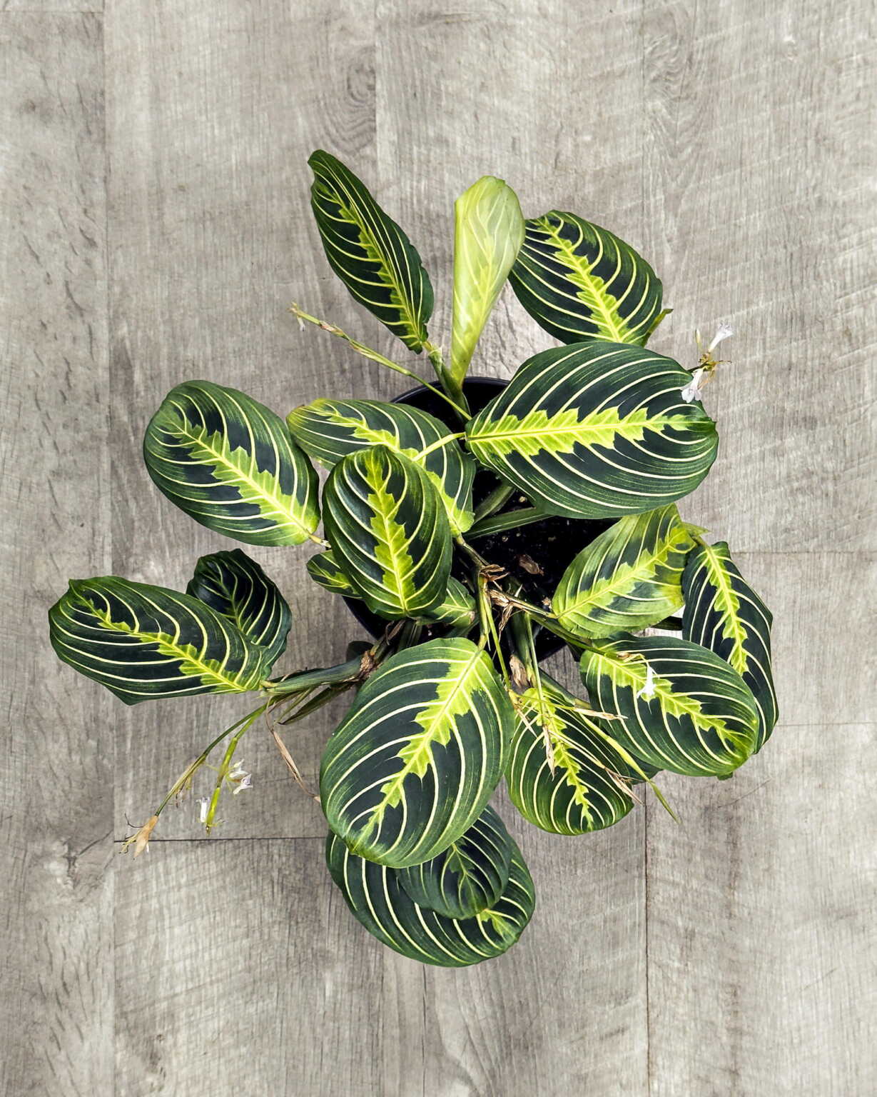 Maranta Varieties | PlantVine