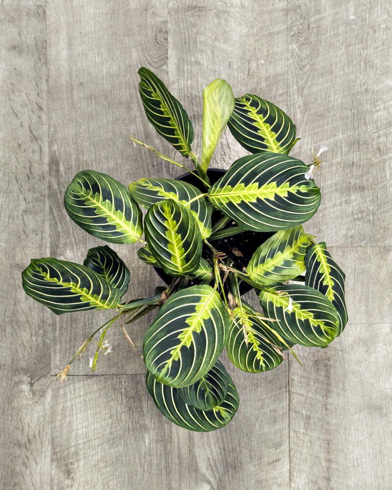 Maranta Varieties | PlantVine