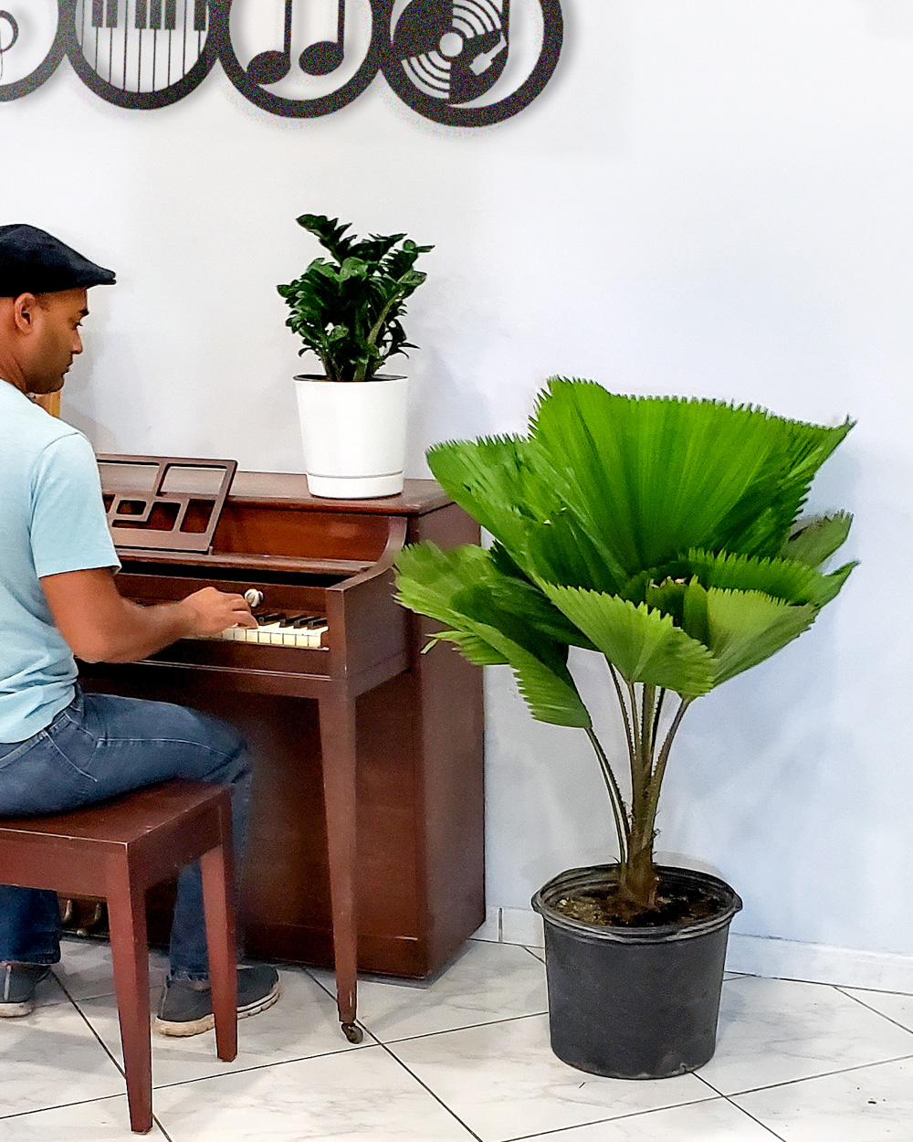 Buy Licuala grandis, Licuala Palm | Free Shipping over $100