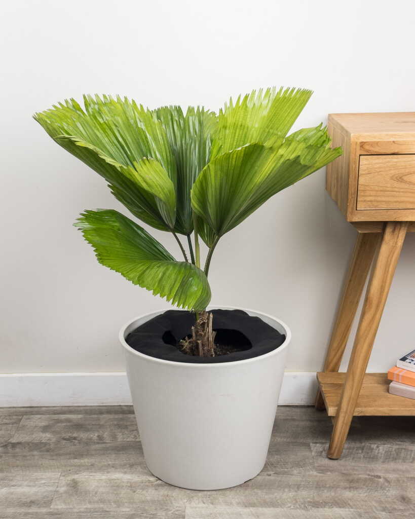 Licuala Grandis Palm | PlantVine