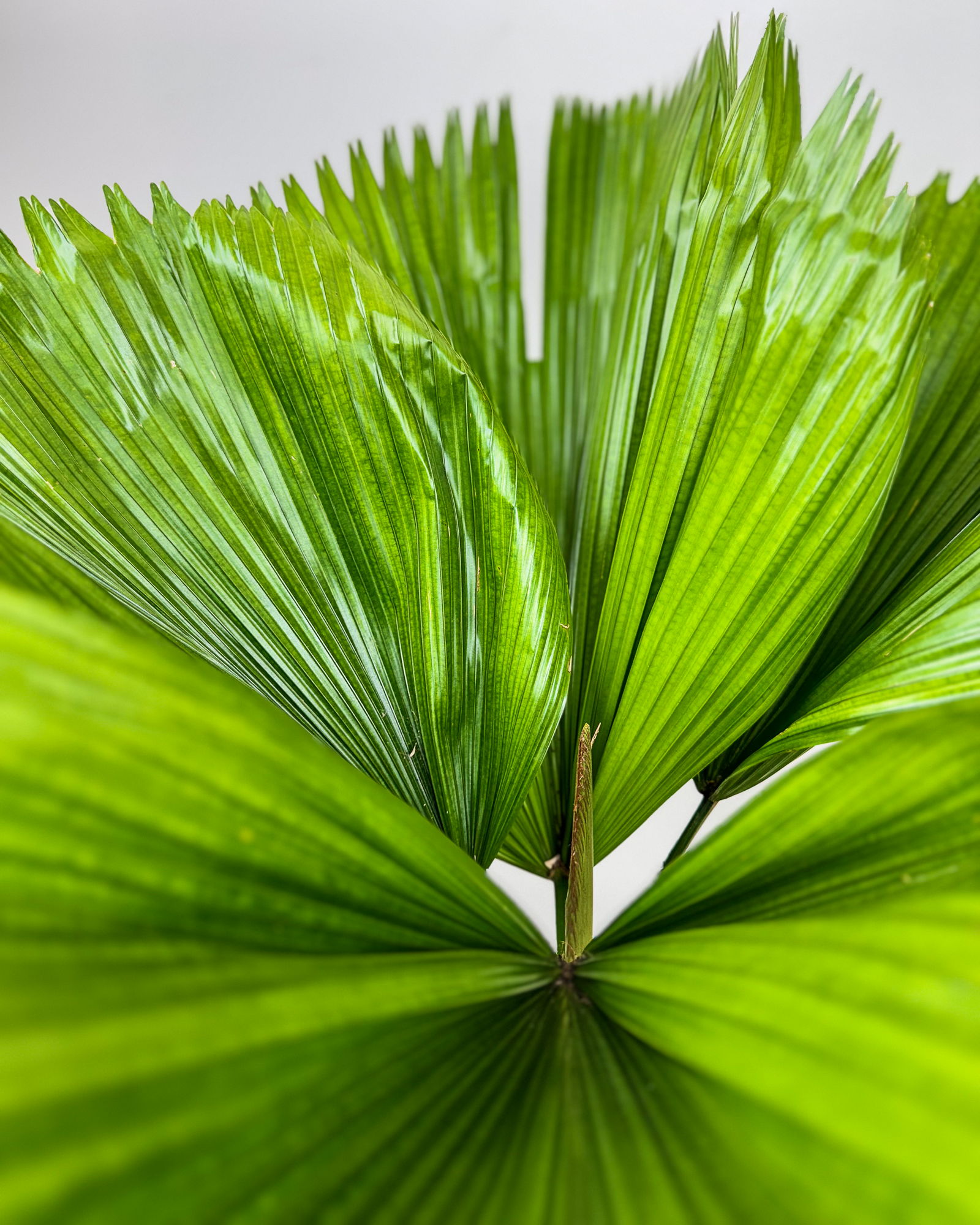 Licuala Grandis Palm | PlantVine