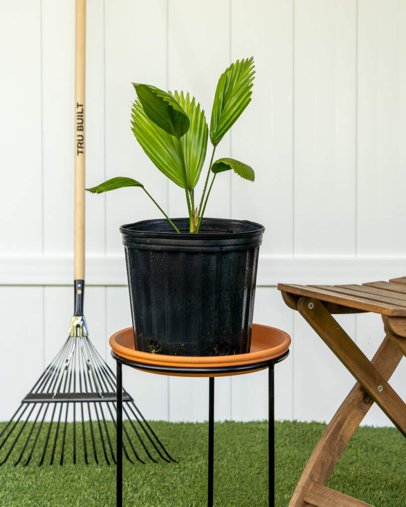 Licuala Grandis | PlantVine